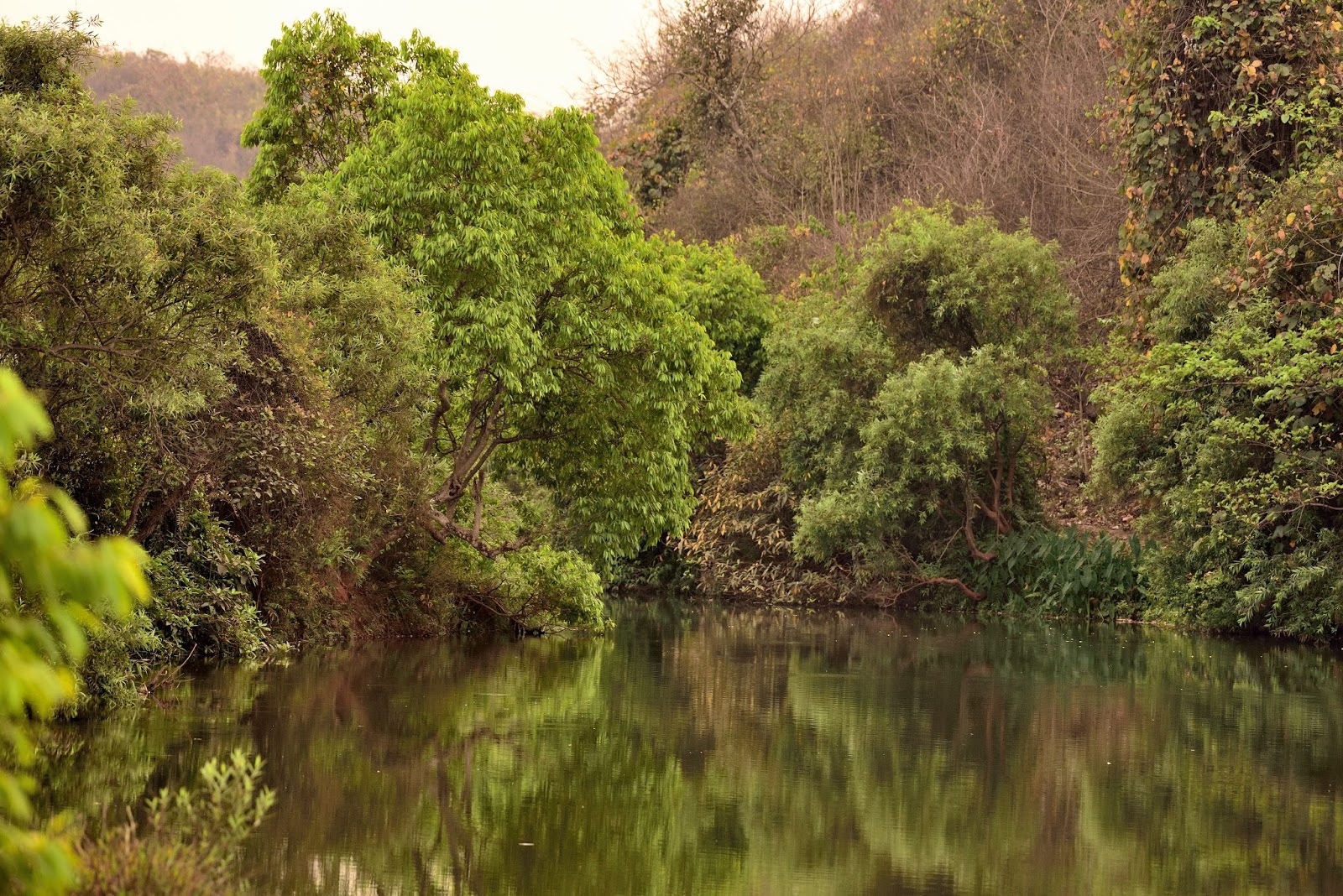 SARANDA - Forest across 700 Hills