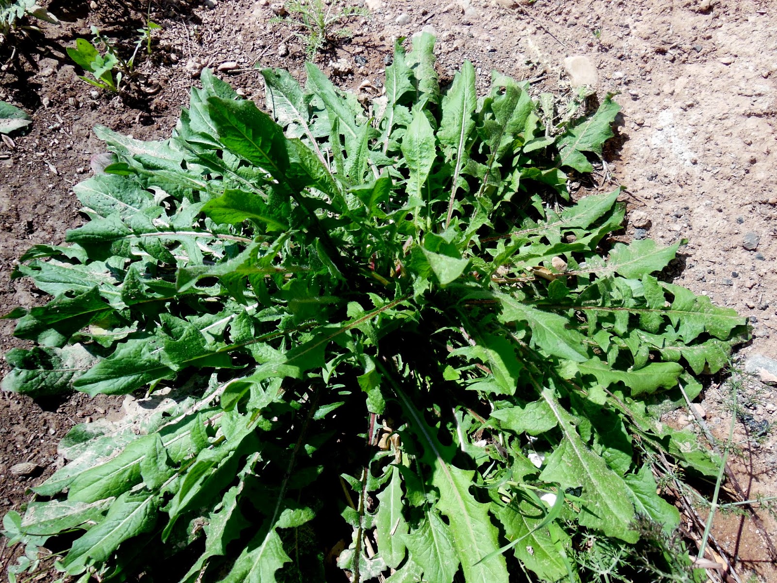 natucurar: ACHICORIA (Cichorium intybus)