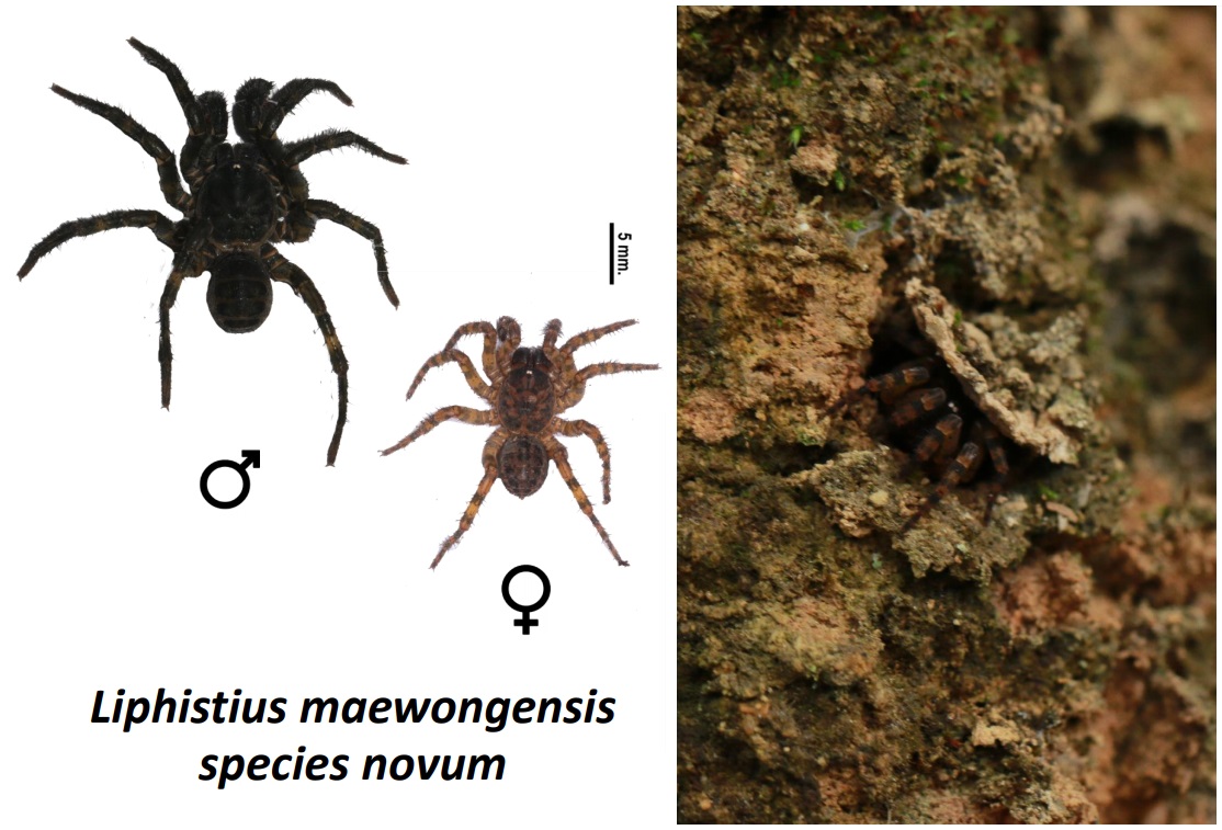 Species New to Science: [Arachnida • 2017] Liphistius maewongensis • A ...