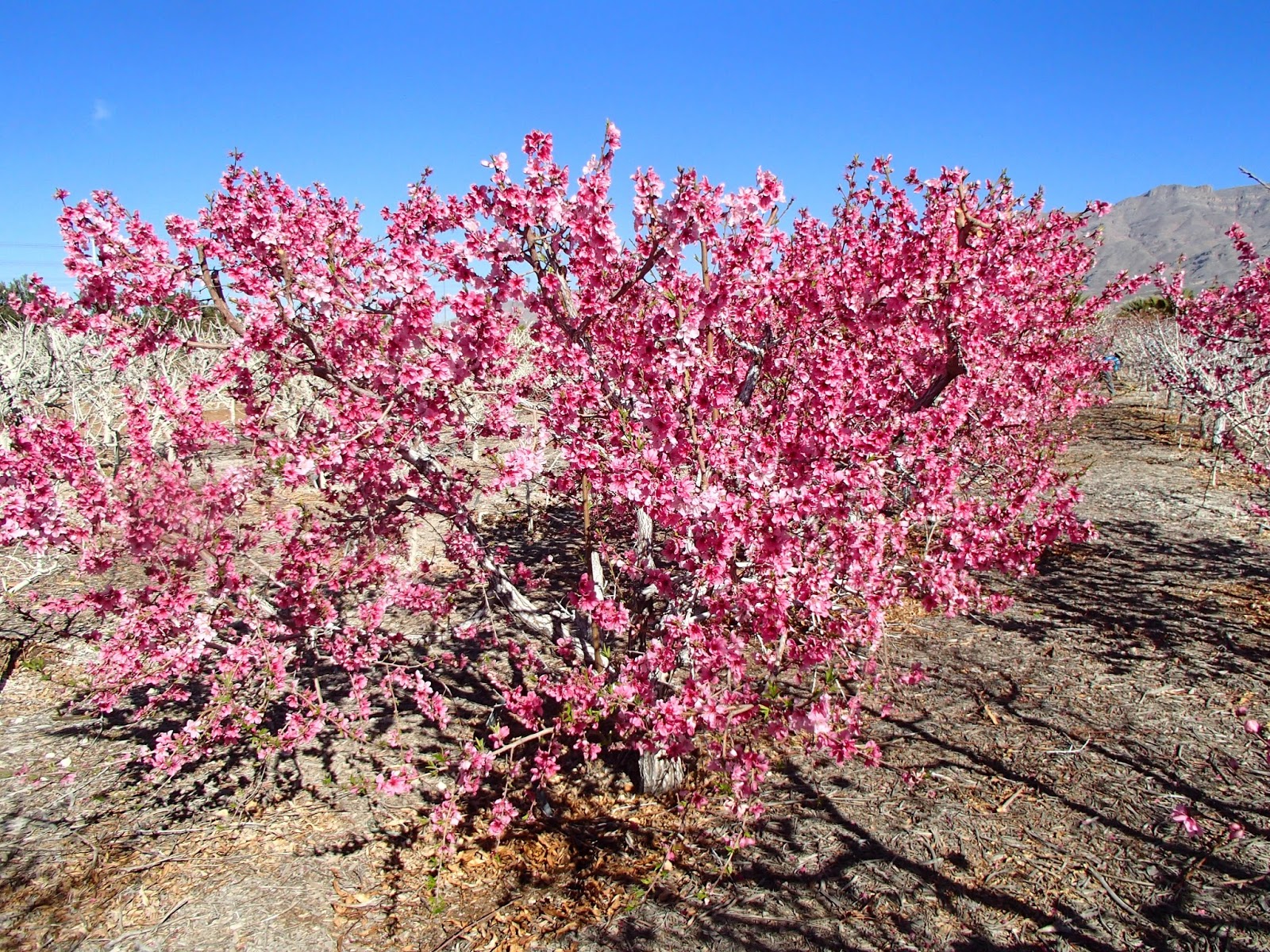 Xtremehorticulture of the Desert: How Late Can You Fertilize Nectarine ...
