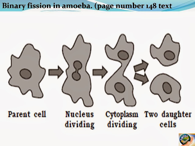 Binary Fission In Amoeba With Diagram Science How Do Organisms