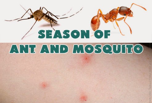 Season of Ant and Mosquito - Ant Bites