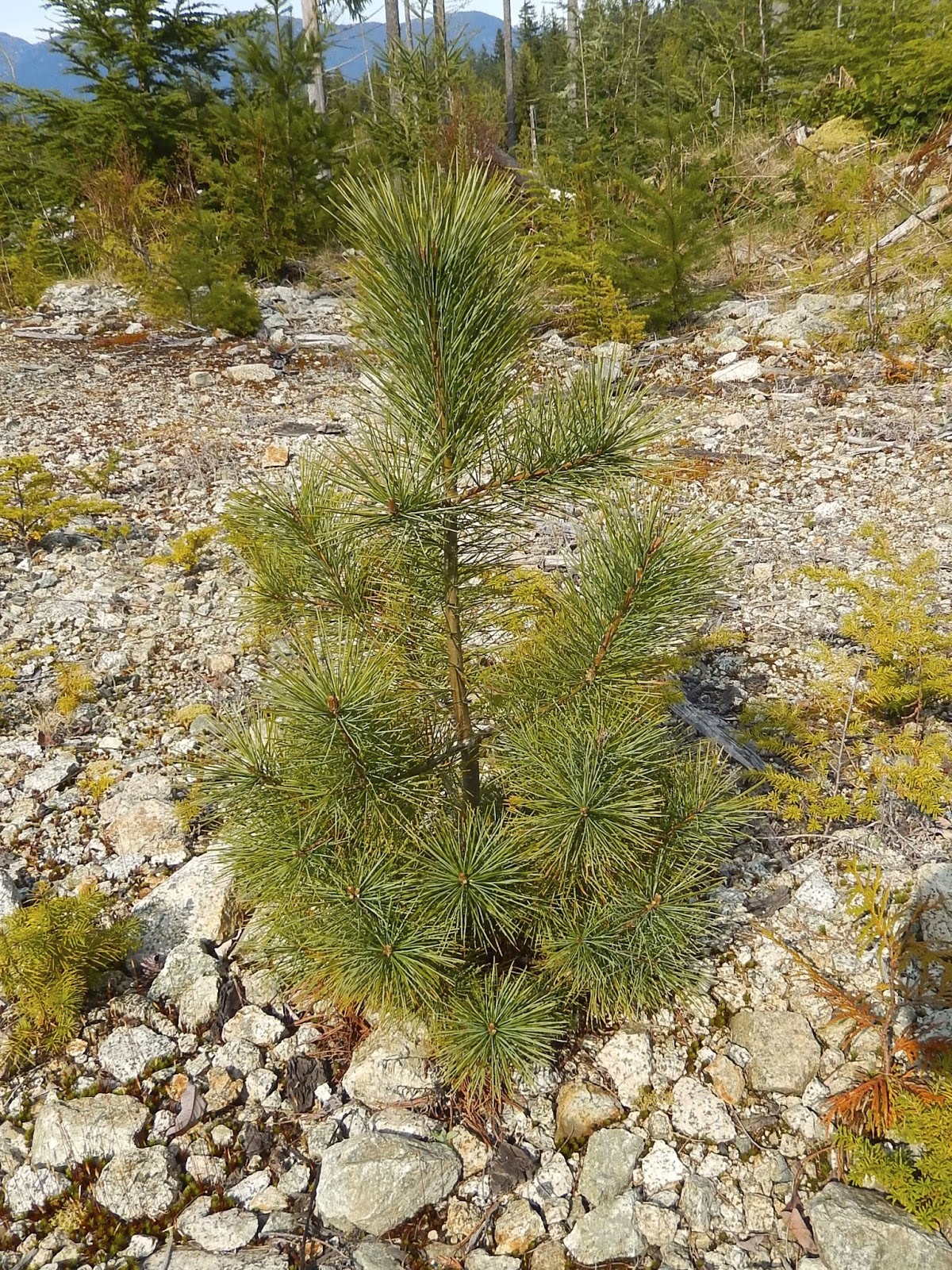 Powell River Books Blog: Coastal BC Plants: Western White Pine
