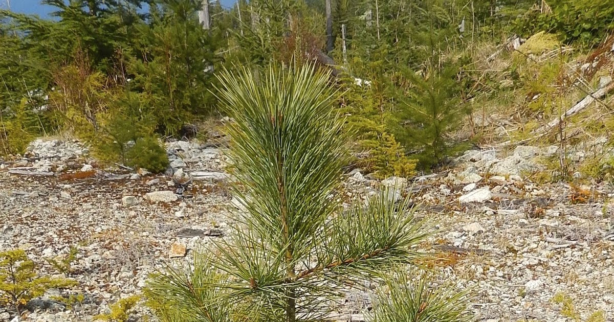 Powell River Books Blog: Coastal BC Plants: Western White Pine