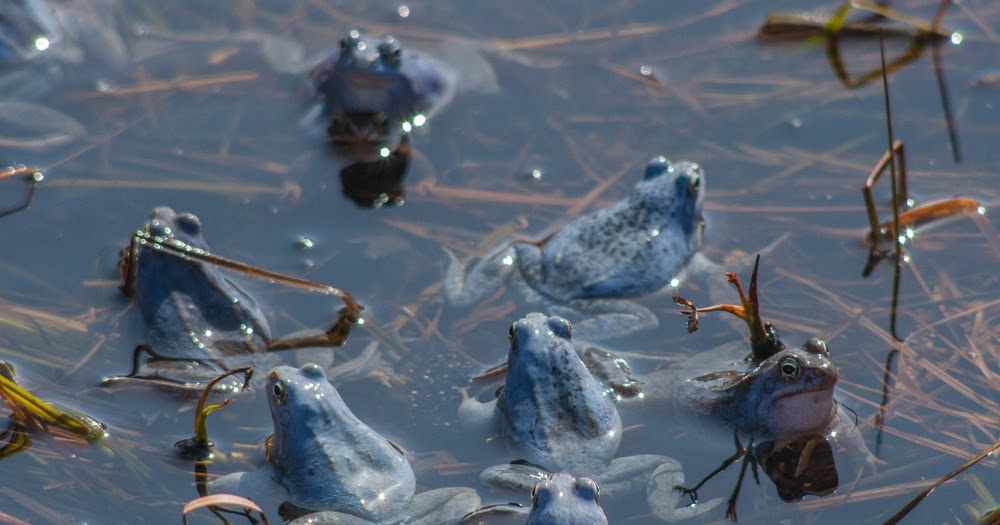 NA POJAĆWIESKICH RUBIEŻACH: Żaba, która raz do roku robi się niebieska ...