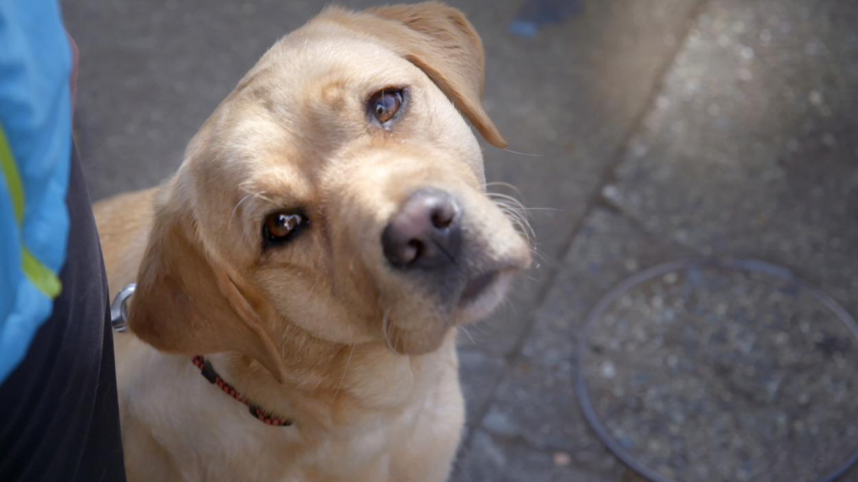 Pick of the Litter Competition - Win 10 Family Passes | Australian Dog ...