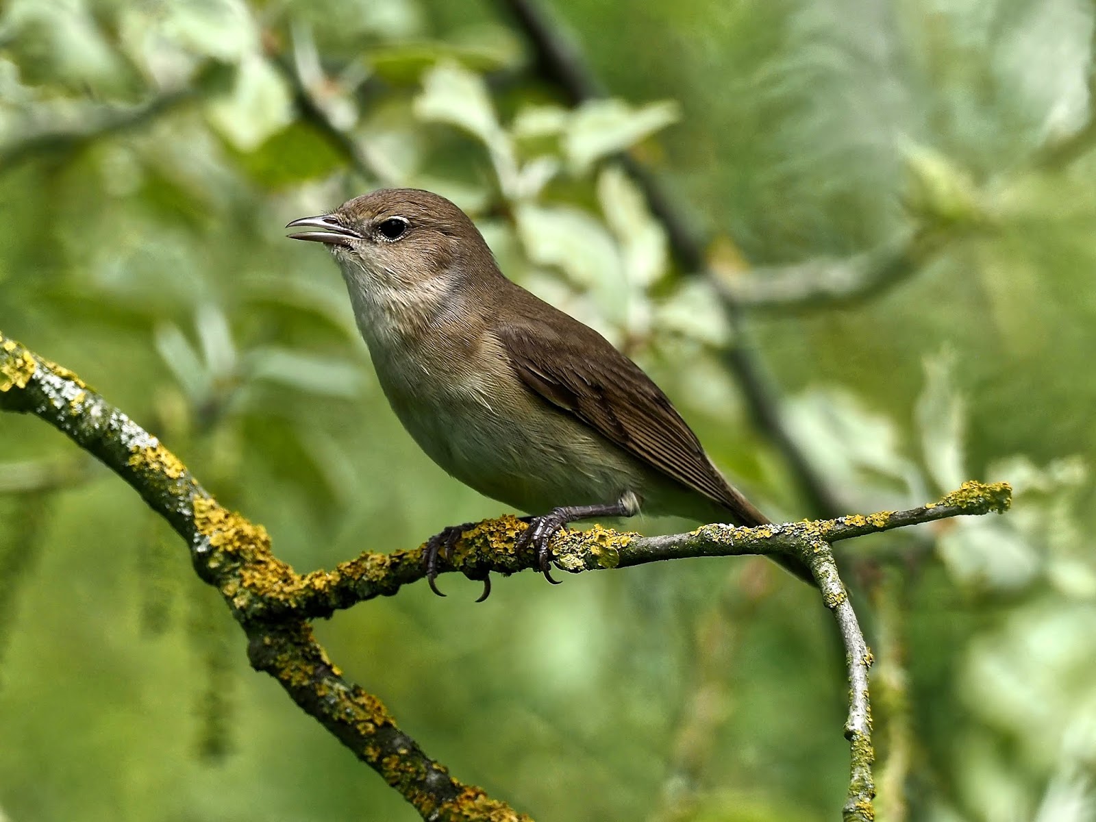 Roy's Nature Logbook: Garden Warbler