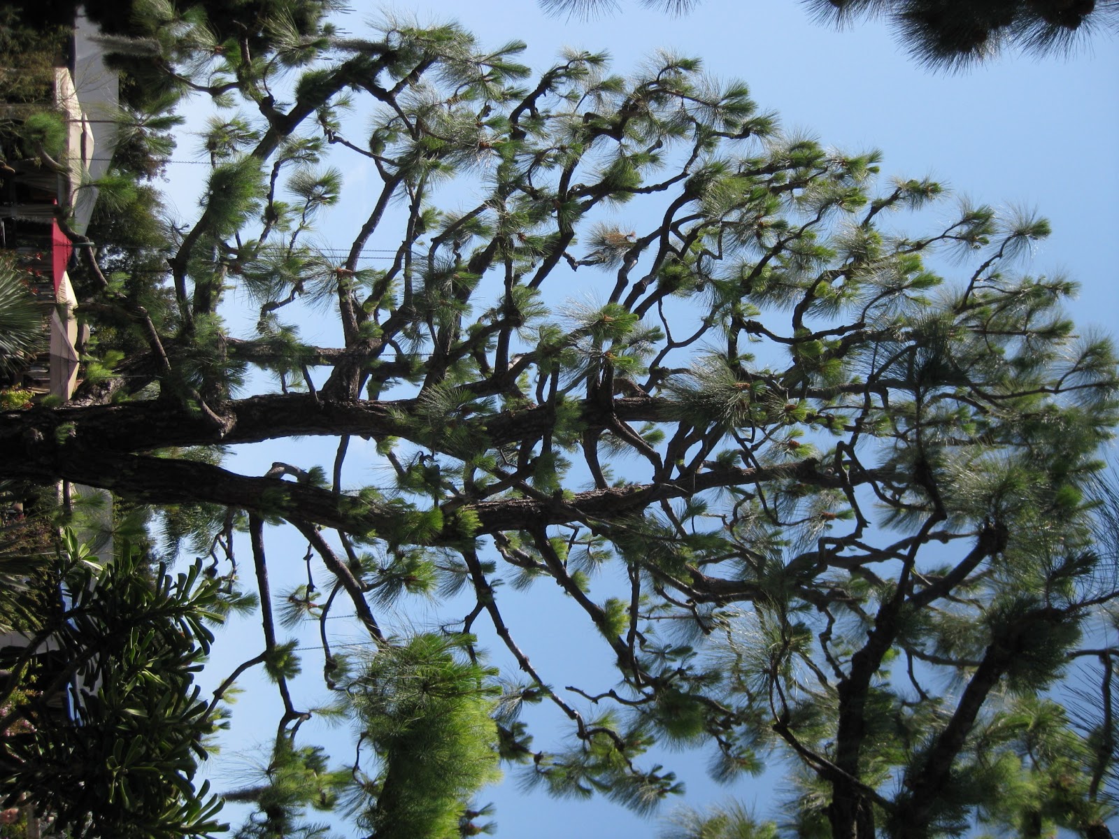 Trees of Santa Cruz County: Pinus canariensis - Canary Island Pine