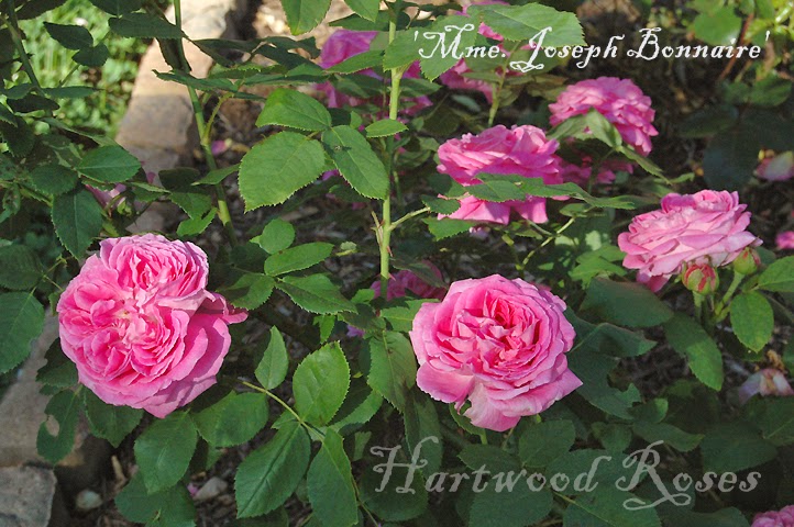 Hartwood Roses: Roses in the Garden, May 23.