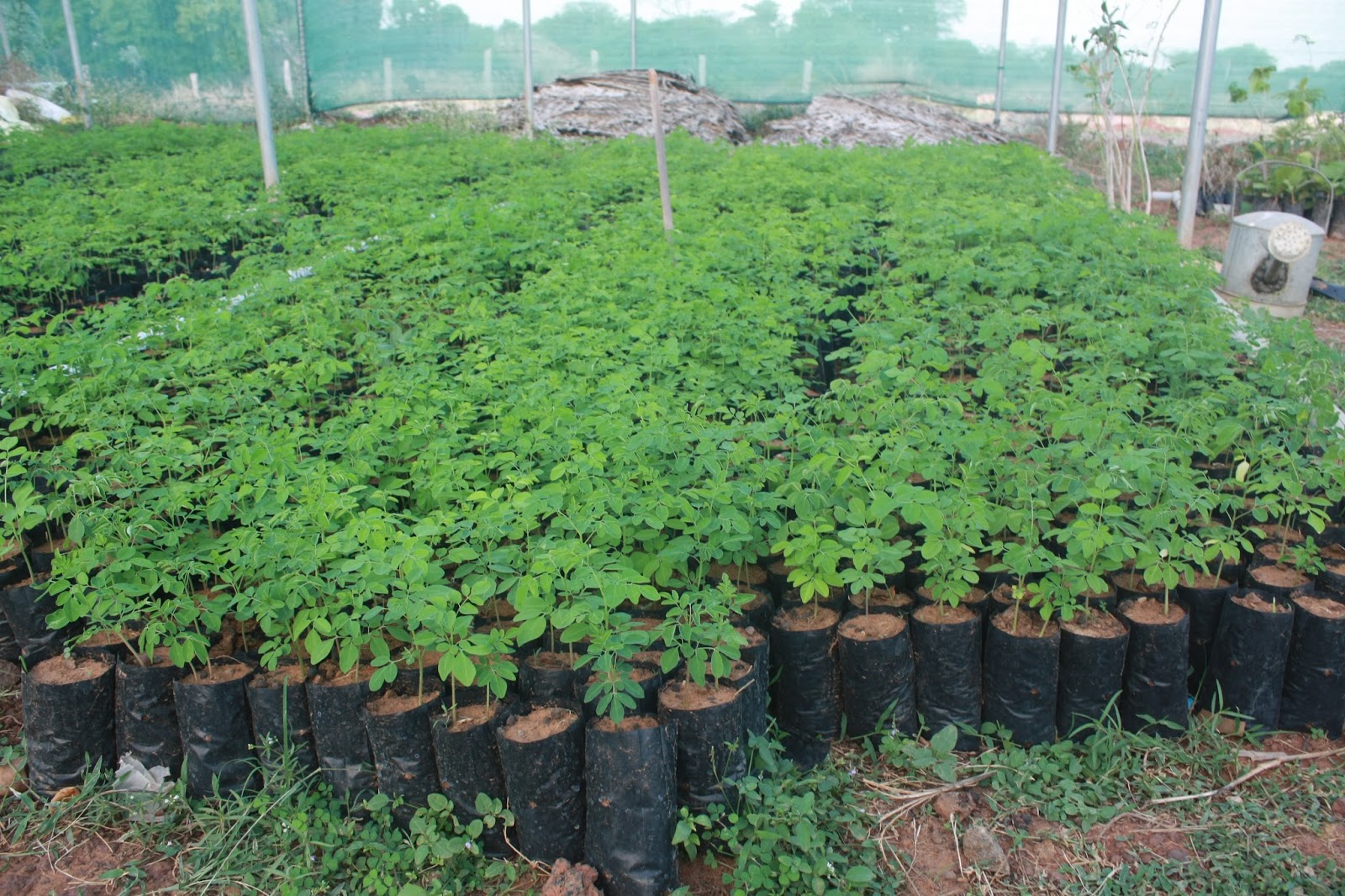Techie2Aggie: Moringa saplings at 20 days!