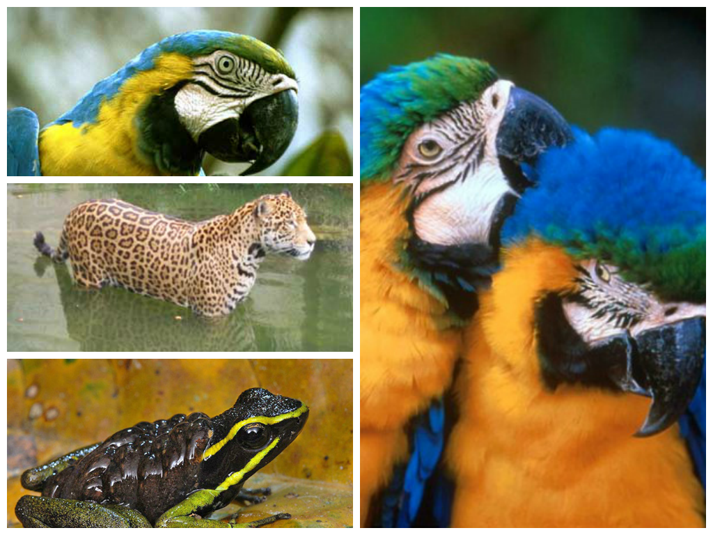 Conoce las Regiones de Colombia: Región Amazónica