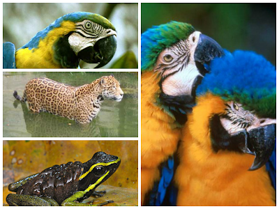 Conoce las Regiones de Colombia: Región Amazónica