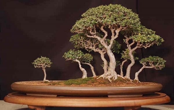 LENNARD'S BONSAI BEGINNINGS.: Olea europaea spp. africana(Olienhout ...