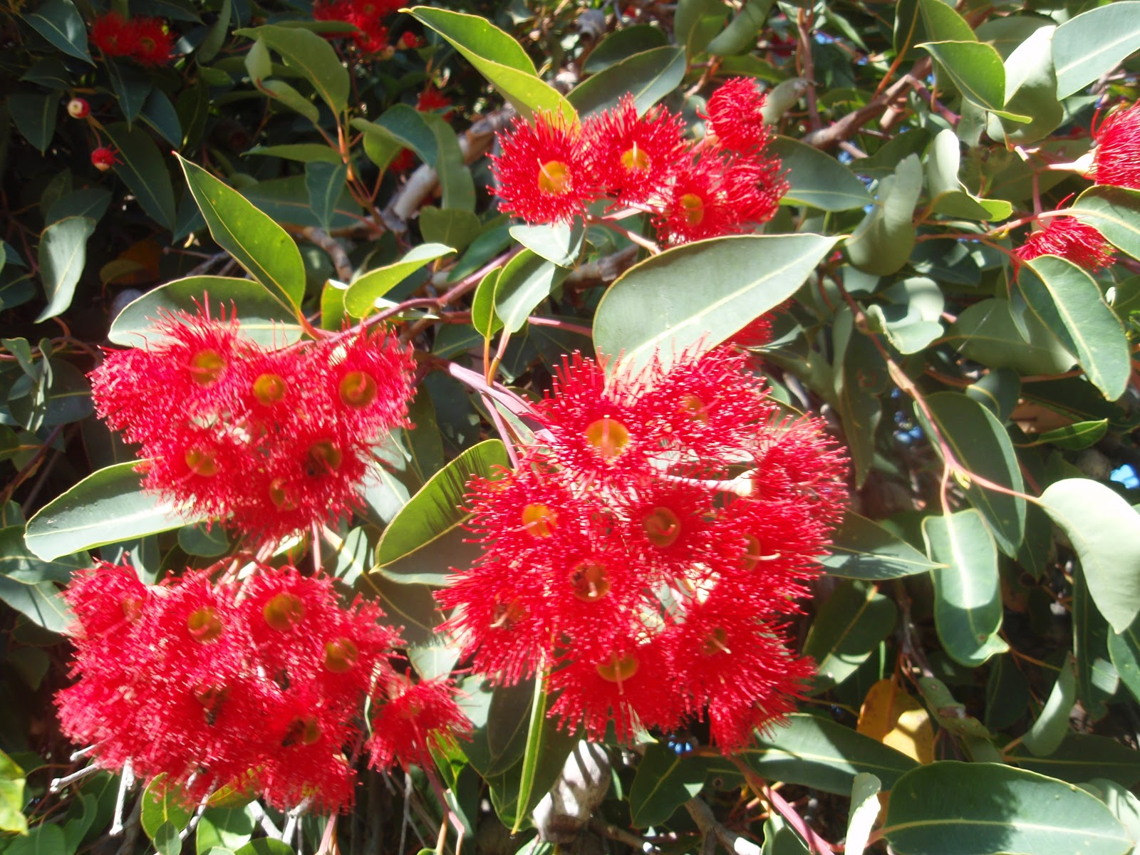 Garden Gatherings: The Prettiest Flowering Gum?