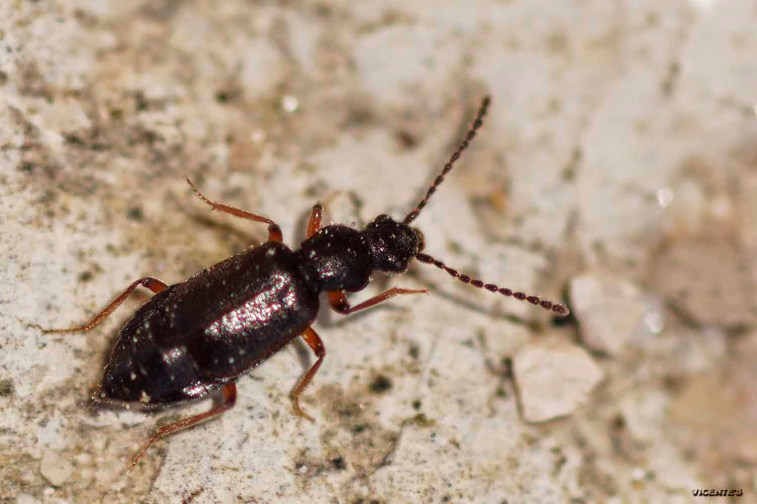 Fauna silvestre de Hormaza: Omalium rivulare