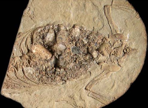 Blog de la Vida Prehistórica: Hovasaurus