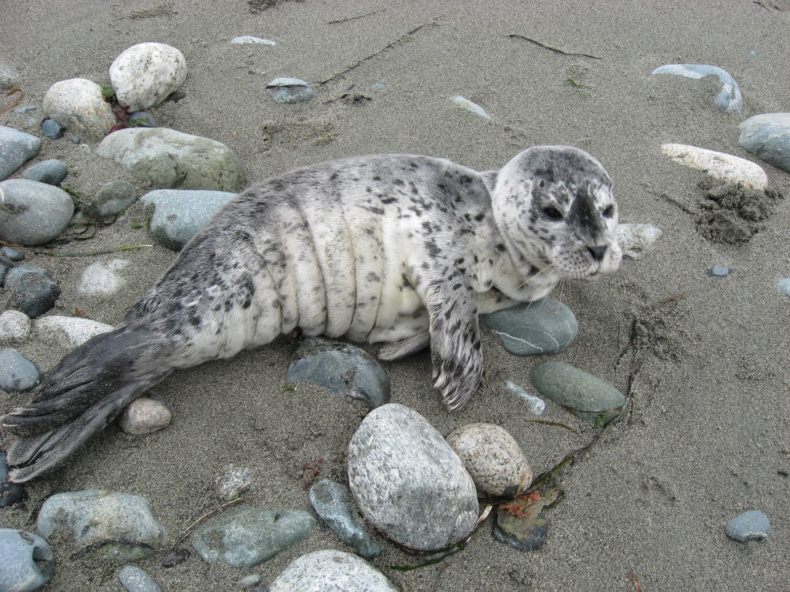 Harbor Seal Pup