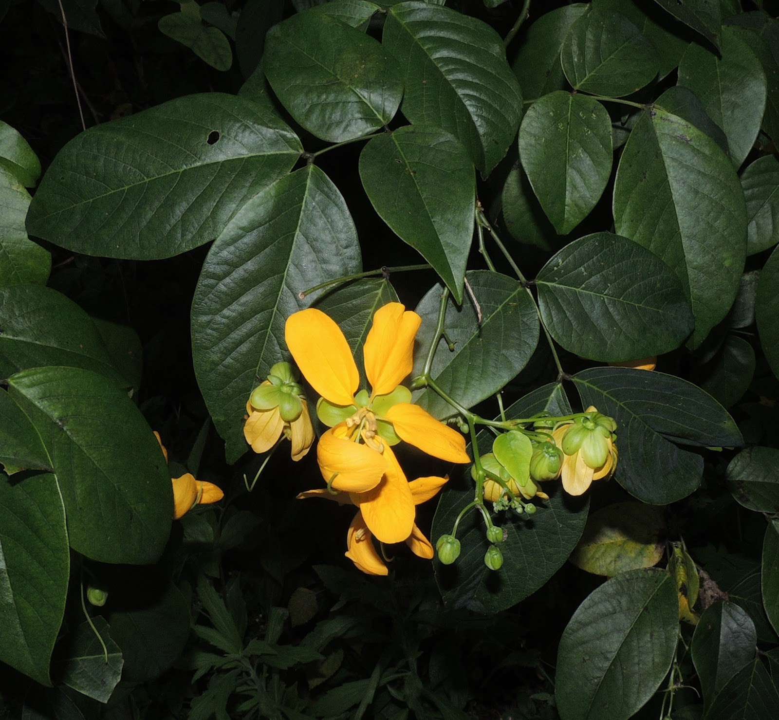 Flora campus I: Fabaceae - Senna georgica H.S. Irwin & Barneby