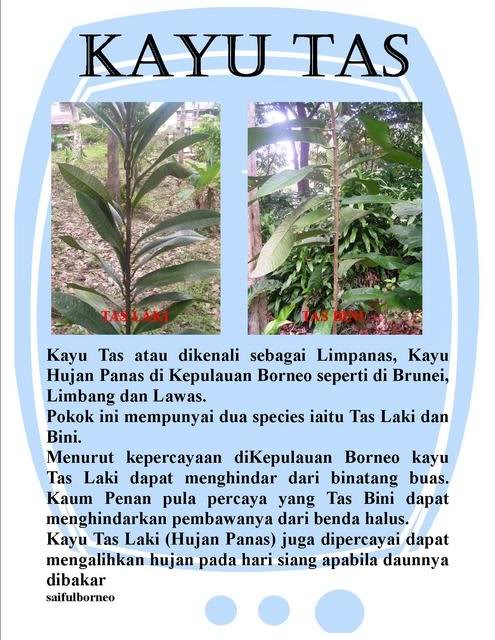 Khasiat Kayu Tas Atau Tongkat Kayu Hujan Panas | Panas