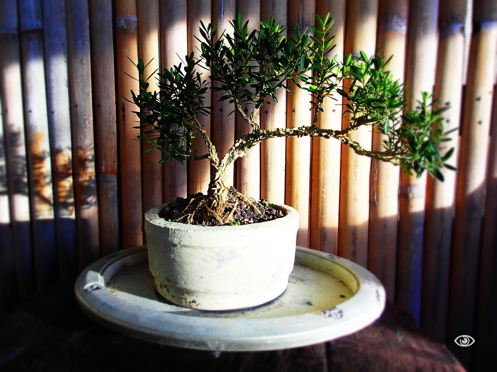 MJ-KAKI CONTENG: BENGKEL KECIK | Buat Pasu | BONSAI