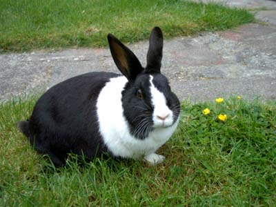 Dutch Rabbit - MY PETS