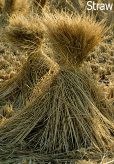 Garden Tools/Implements Name & Images | Necessary Vocabulary ...