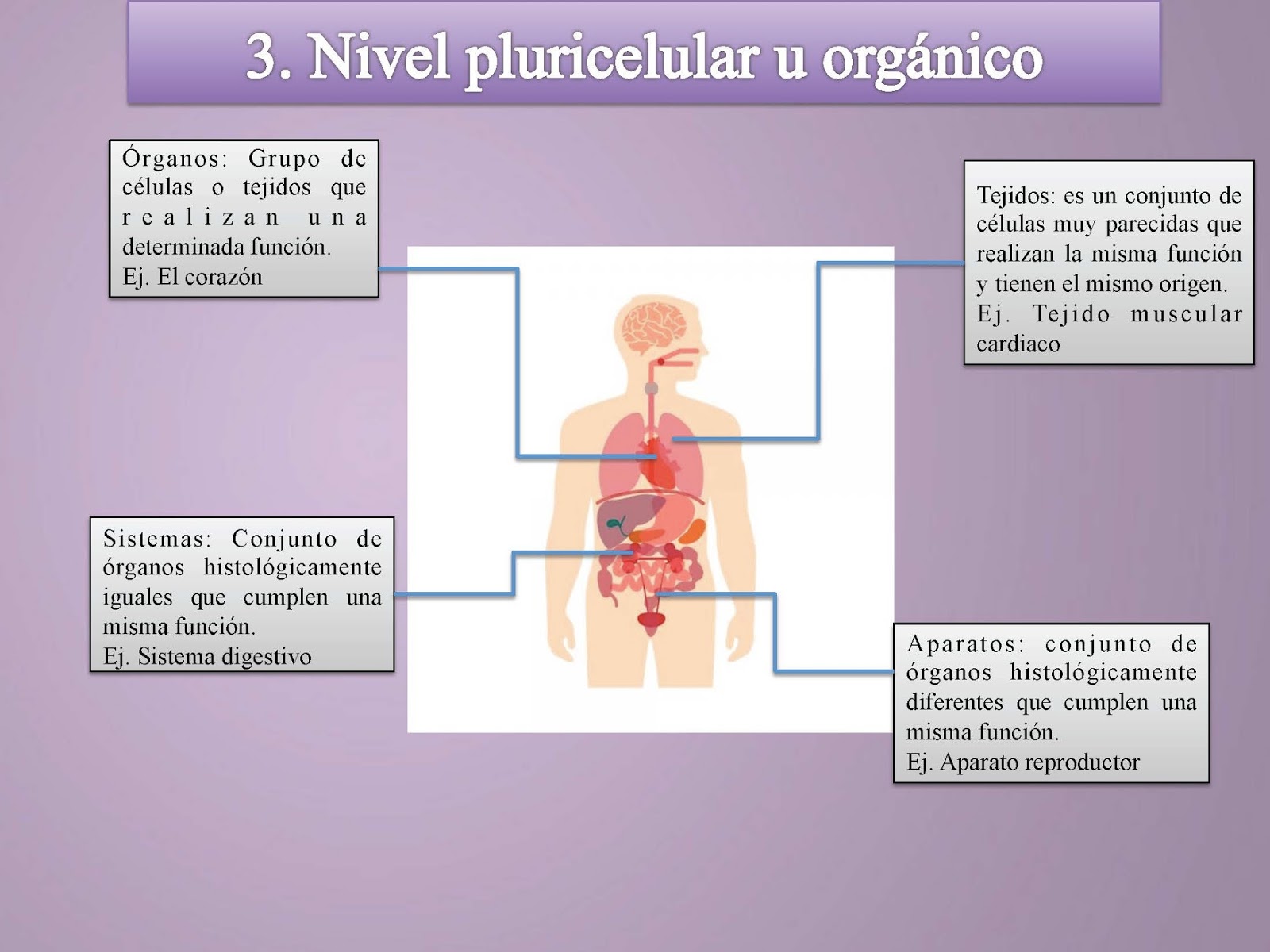 Niveles de organización de la materia