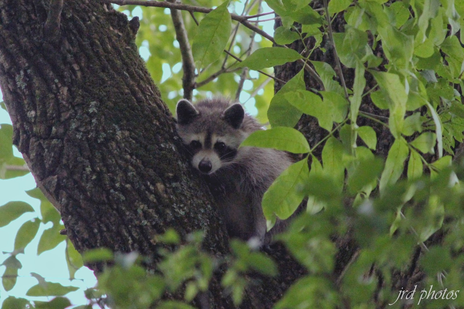 Just A Pic: "Coon In A Tree"