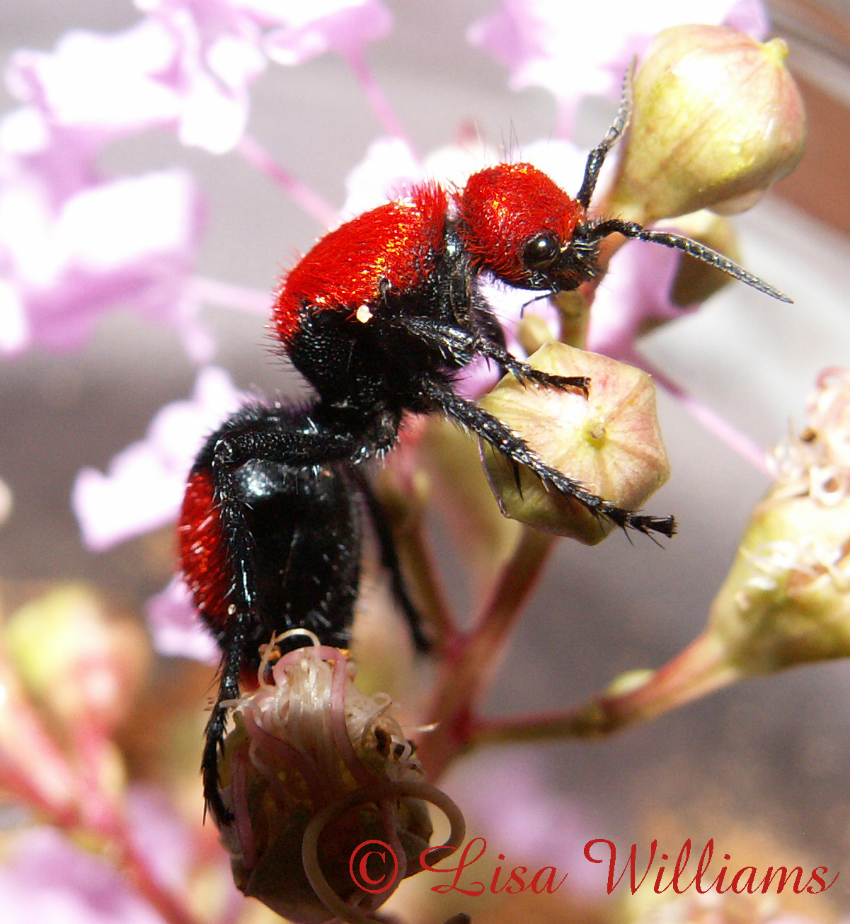 The Happy Clown With A Frown: Cow Killers!!?!?!?!