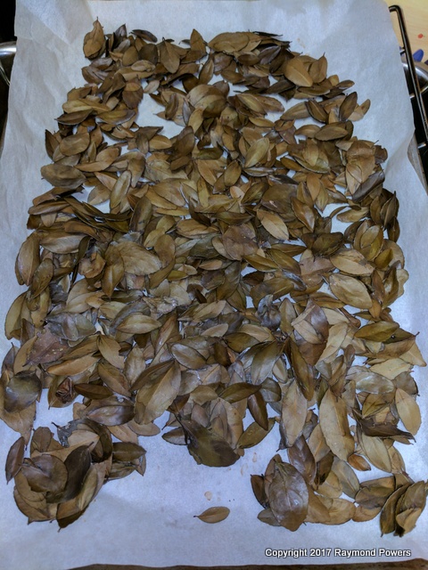 PURE FLORIDA: How To Make America's Tea... Yaupon Holly Tea.