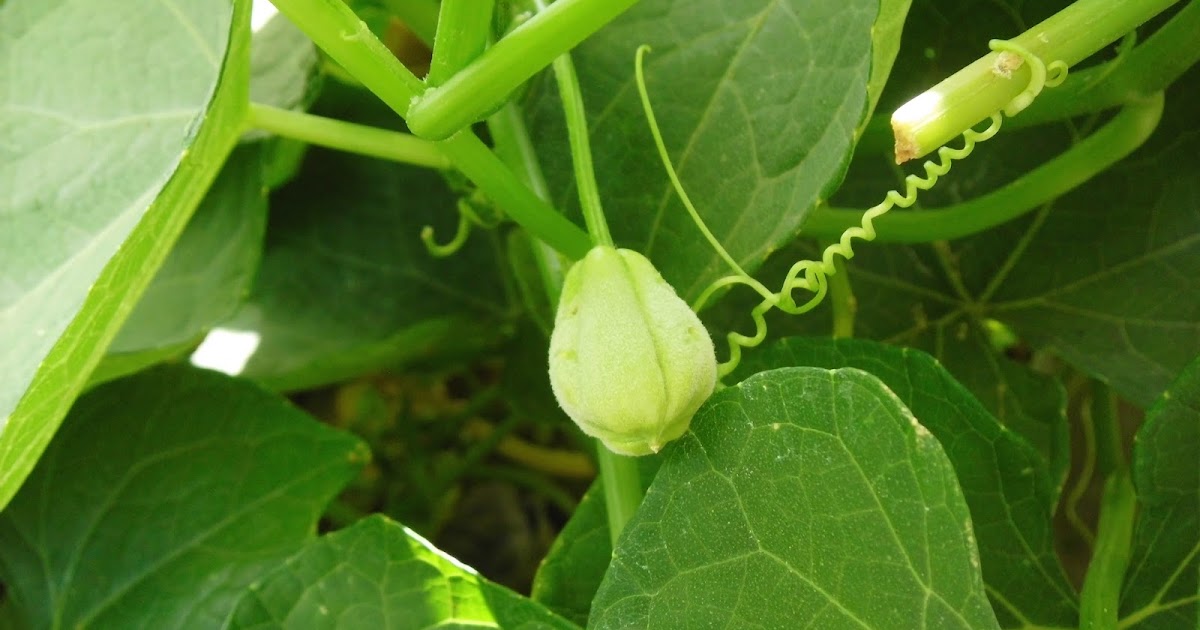 Labu Siam (Sechium edule)