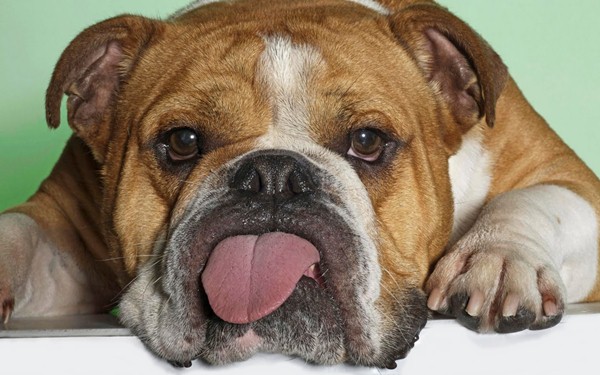 la foto de hoy-perro mal educado-dog