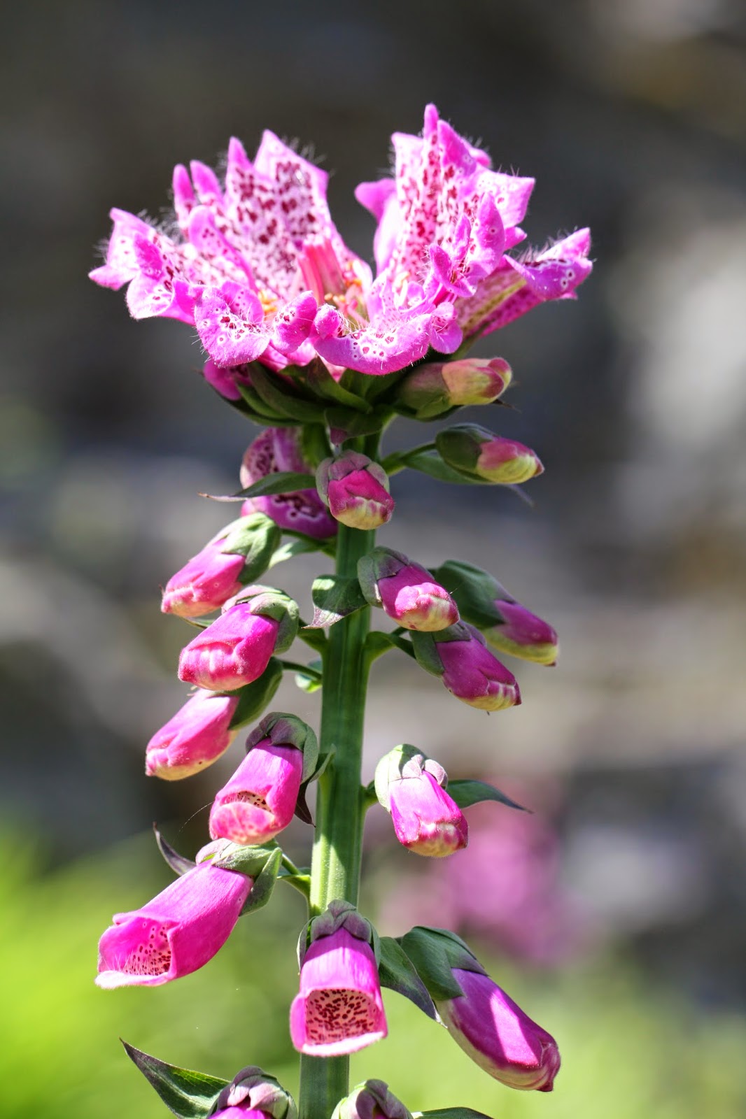 ANNES HAGEVERDEN: Peloria - Digitalis purpurea Revebjelle med toppklokke