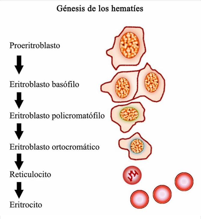 E.Bs.As: Hematíes