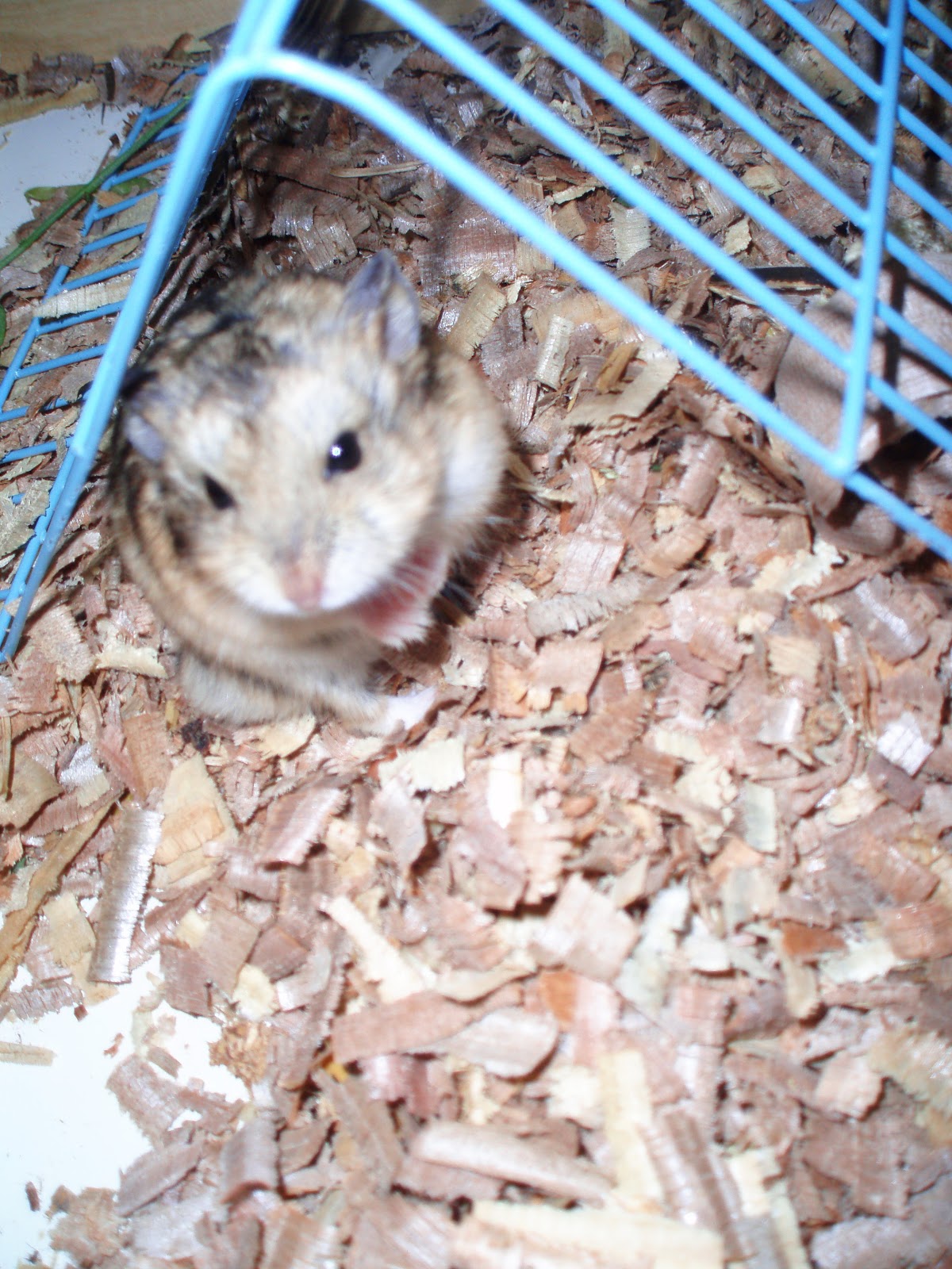 aeiroura_green_leaf: Alief Hamster Little Farm