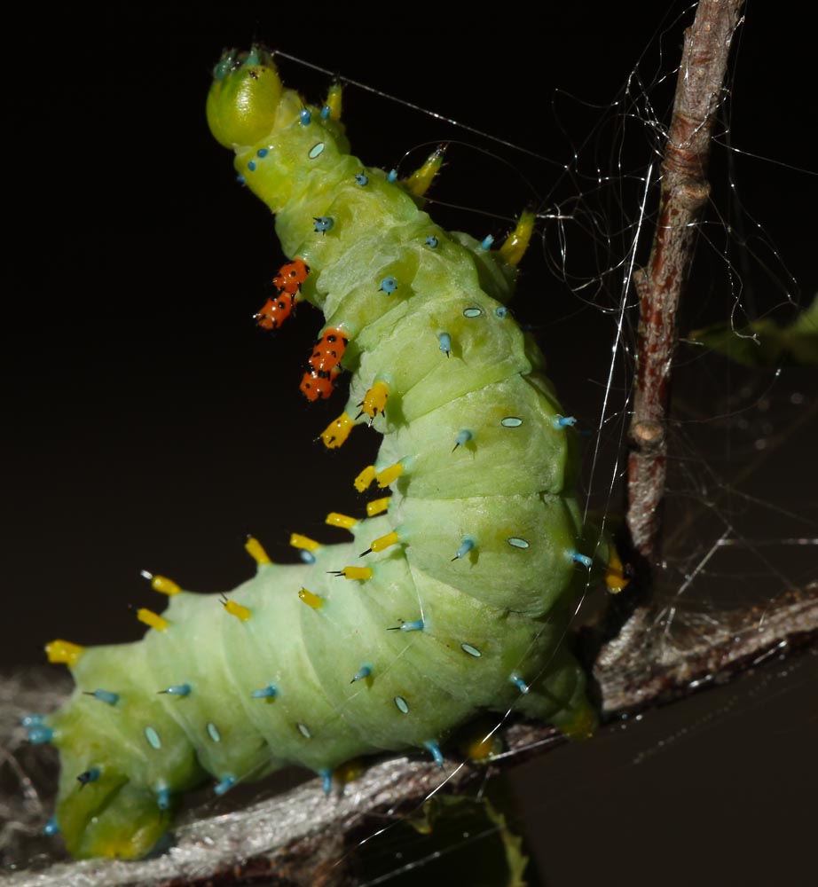 All of Nature: Cecropia Caterpillars Make Silk Cacoons
