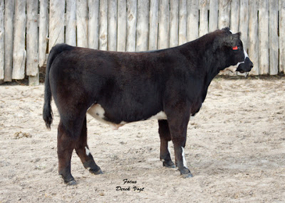 Lautner Farms: High Seller - Burke Cattle - Monopoly Bull - $6,250