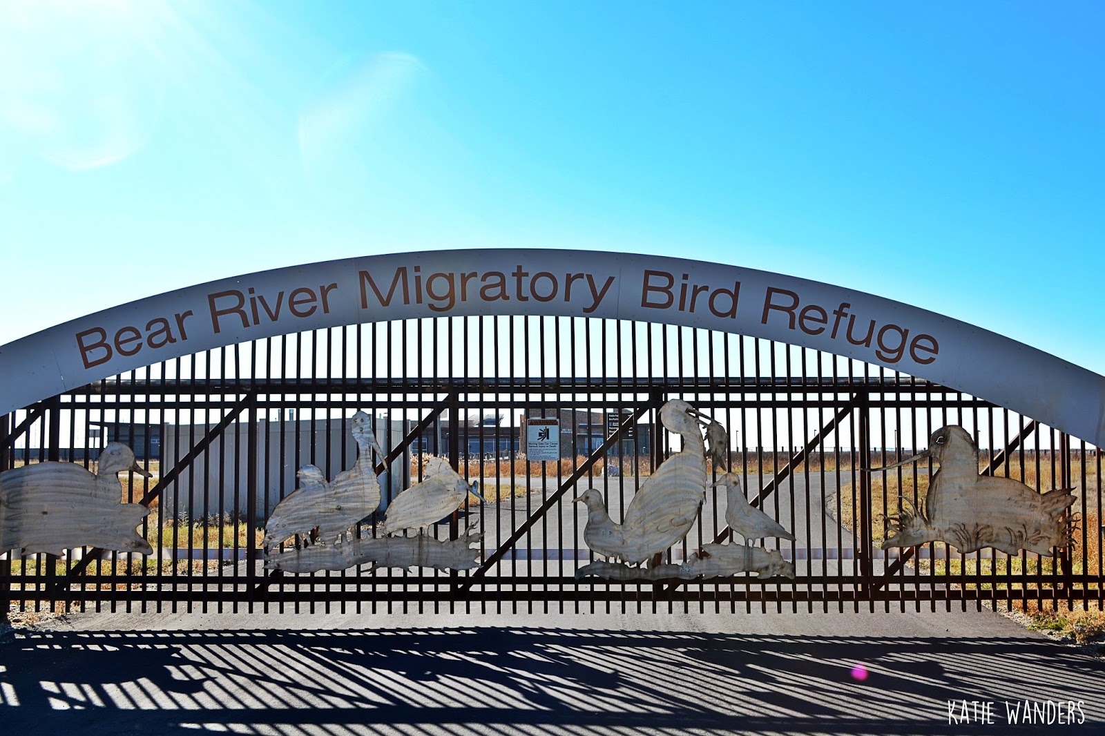 Katie Wanders : Bear River Migratory Bird Refuge