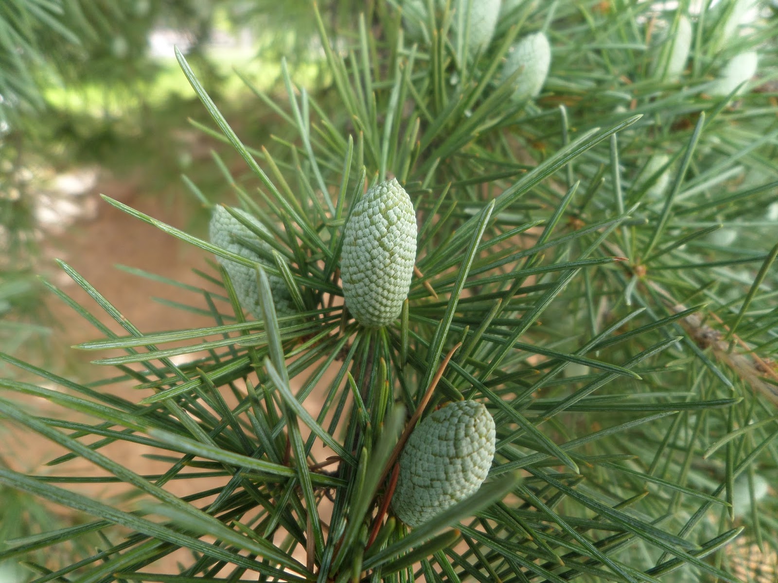 El Jardí de les espècies: Cedrus sp. Cedre.