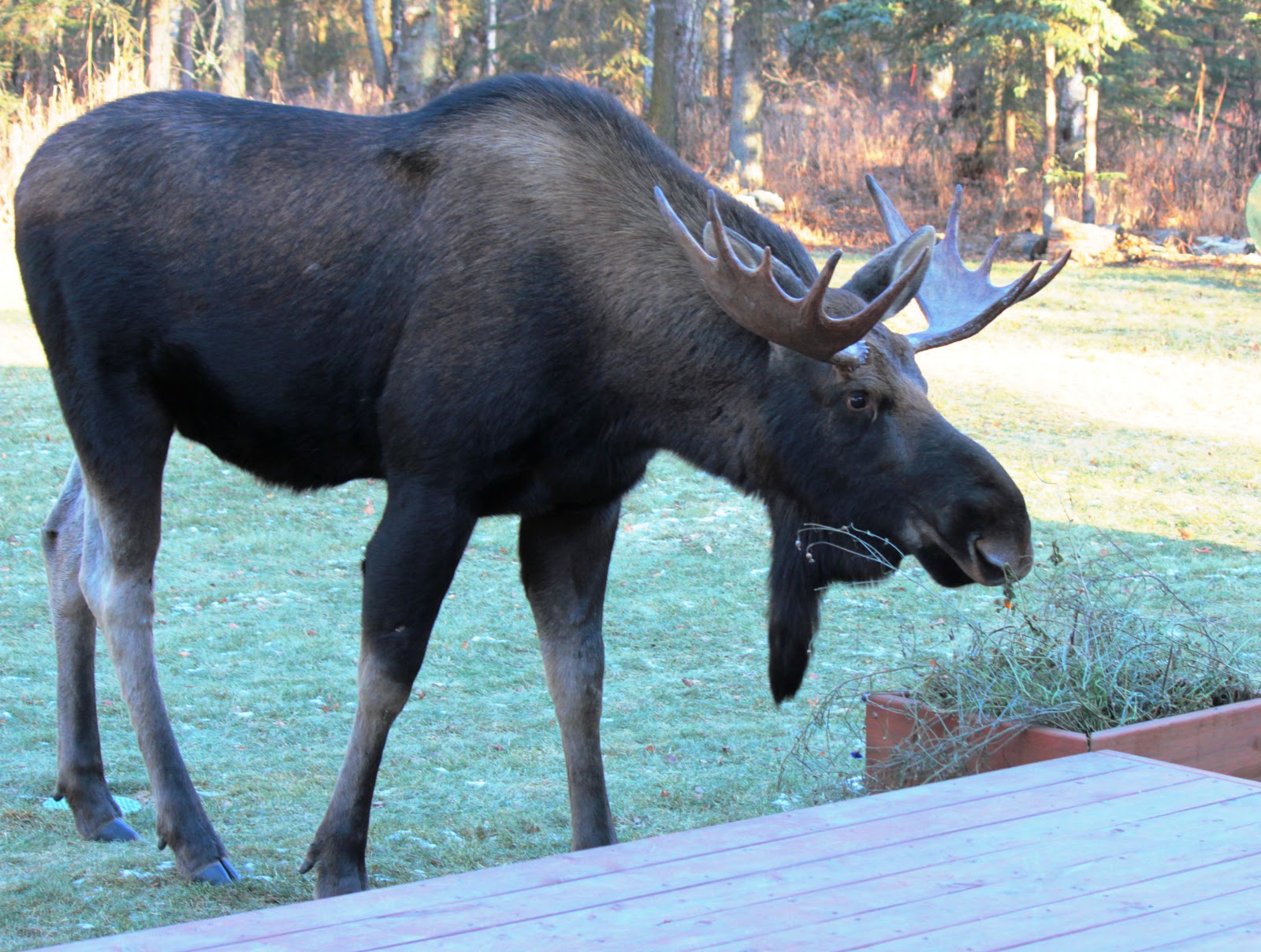 Moose In My Yard