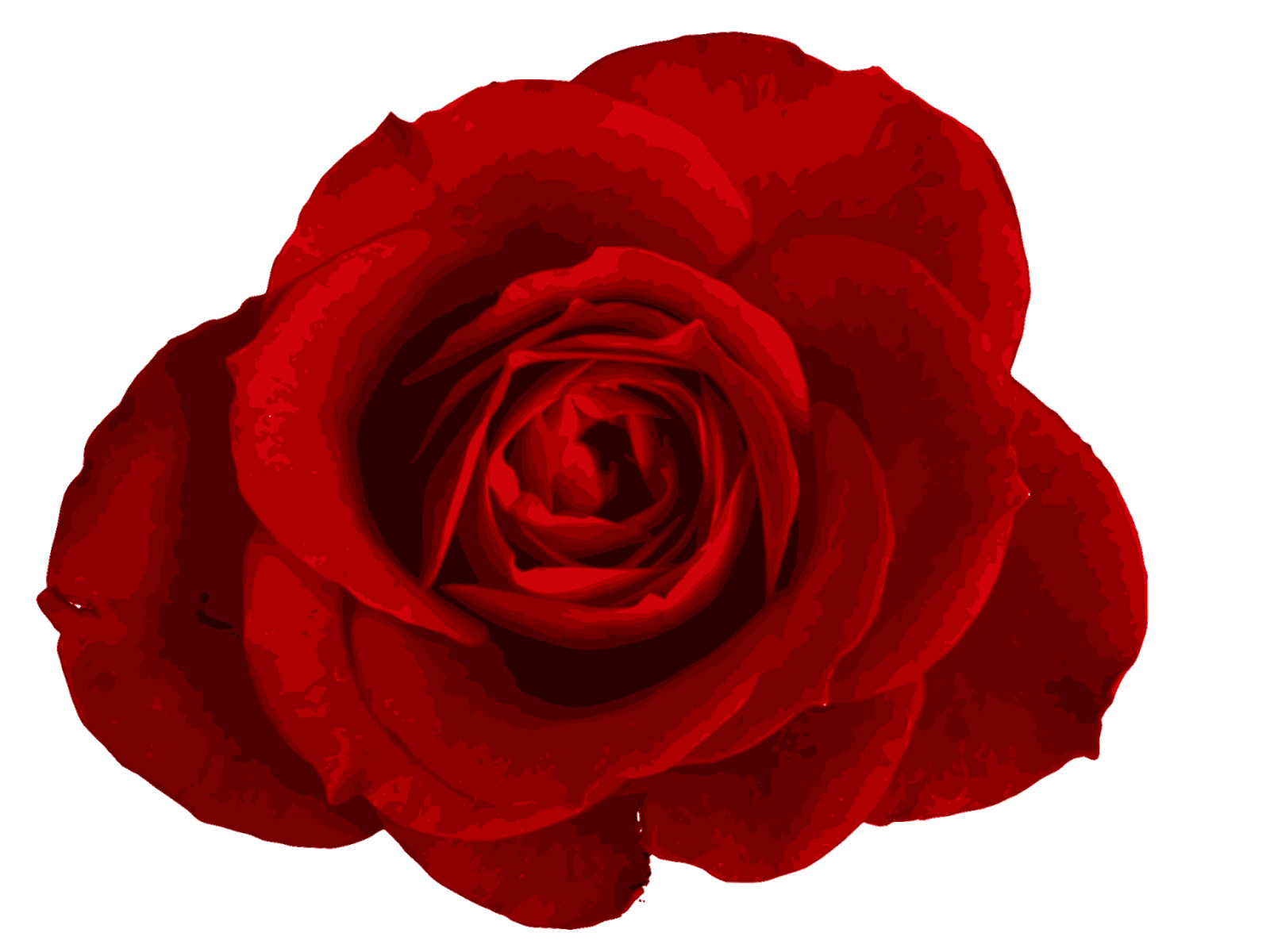 Roje,Rose Images beautiful image - dekhte rahiye sikhte rahiye