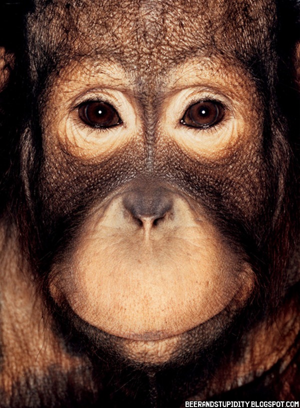 Monkey is detected as person, any help? · Issue #160 · OlafenwaMoses ...