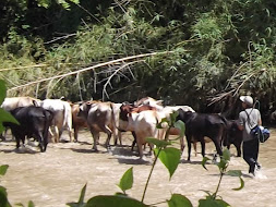 Bitácora de Las Tejerías: Paisajes de Guayita