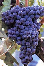 Fringe Wine: Frappato di Vittoria - Sicily, Italy