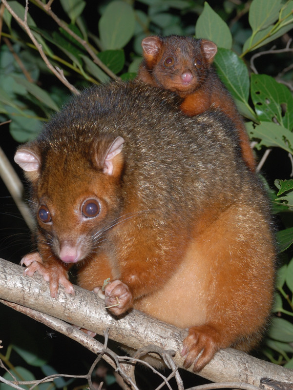 Possum TV: Update 23rd Jan 2017 - A New Baby Ringtail