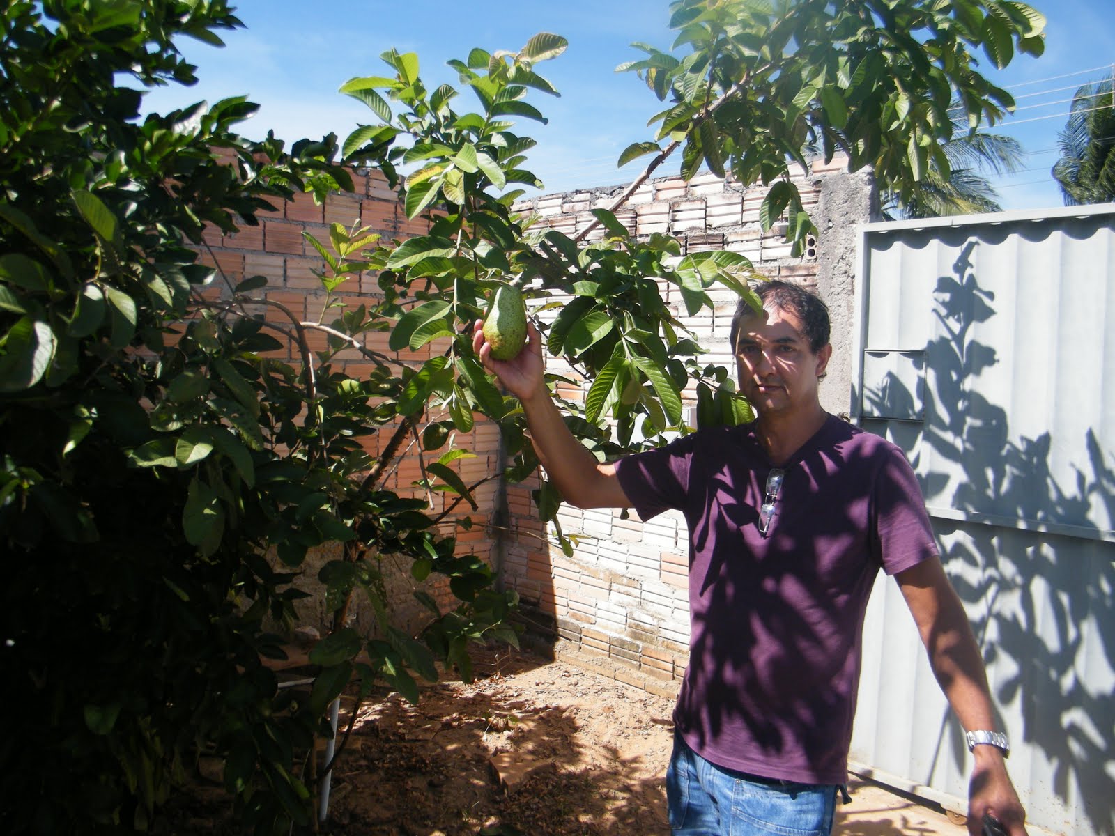 CHÁCARA REZENDE FERRAZ: Goiaba Pêra