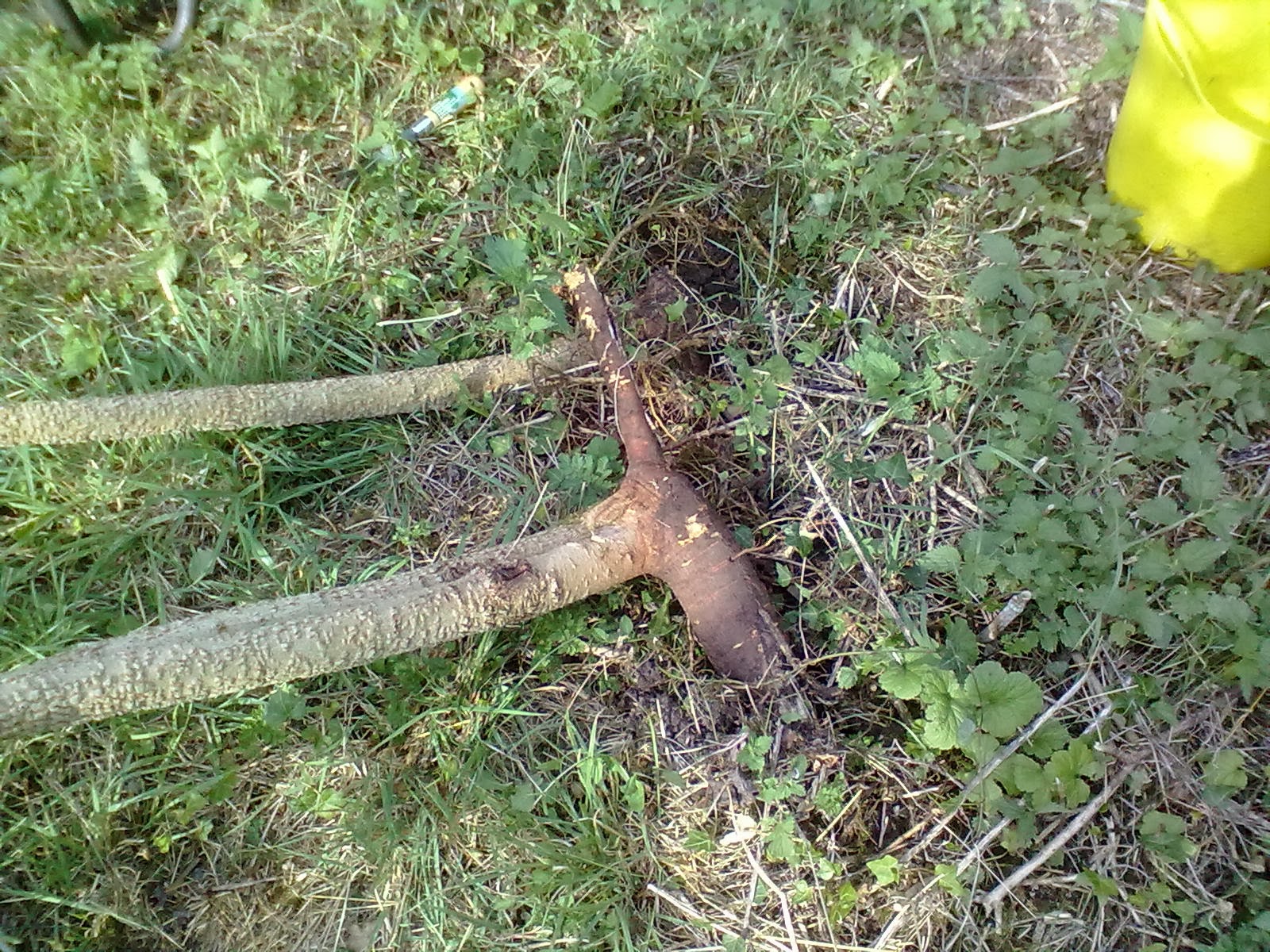 Rachel the Gardener: Elm tree suckers: how and why to remove them.