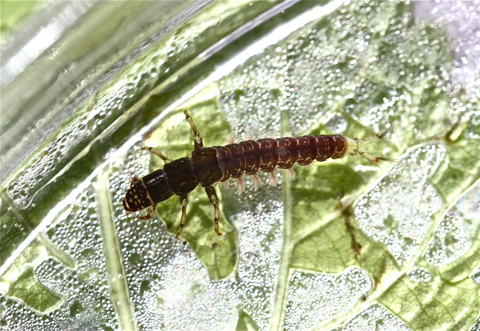 Aquatic Insects of Central Virginia: But That Doesn't Occur in Our Part ...