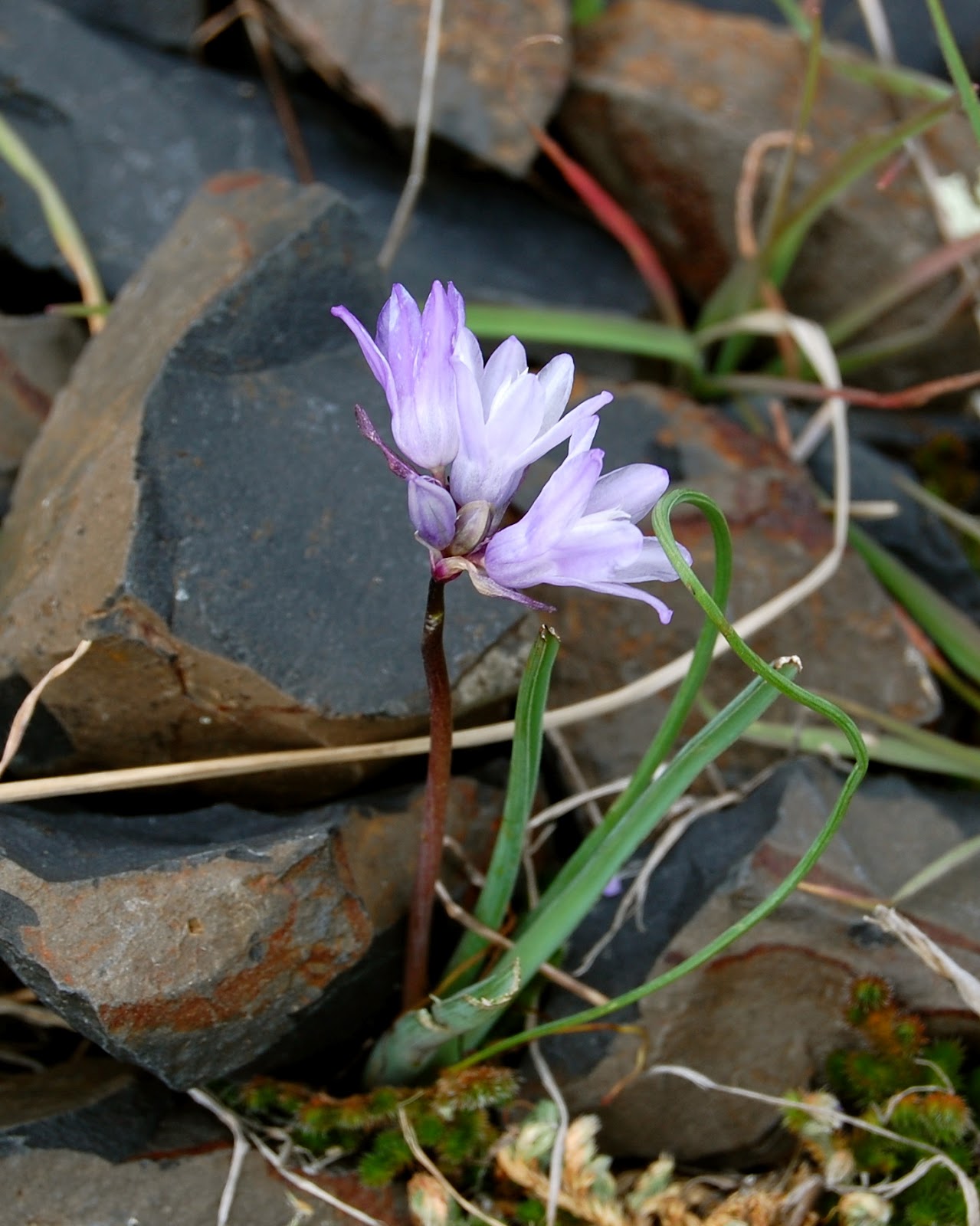 blackoaknaturalist: Table Mountain flowers: Part 2