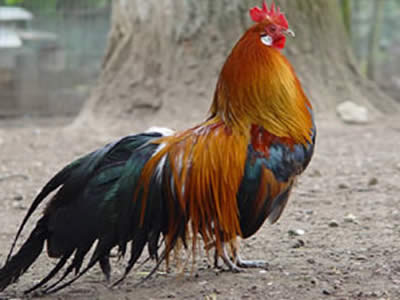 ANIMALES DOMESTICOS
